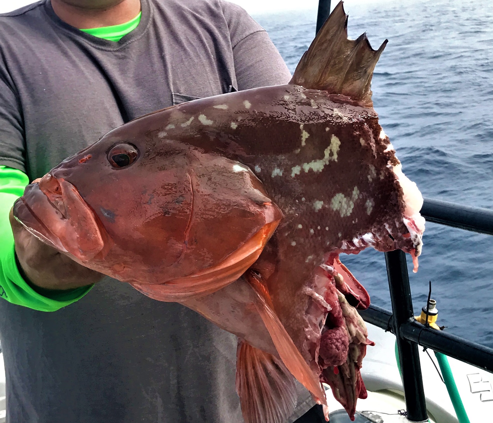 The Many Names for Shark Depredation: A Global Angler's Guide - Fishtek ...